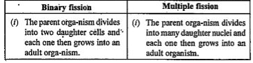How does binary fission differ from multiple fission?