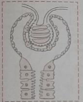 [Marathi Solution] Complete the diagram/chart with correct labels/info