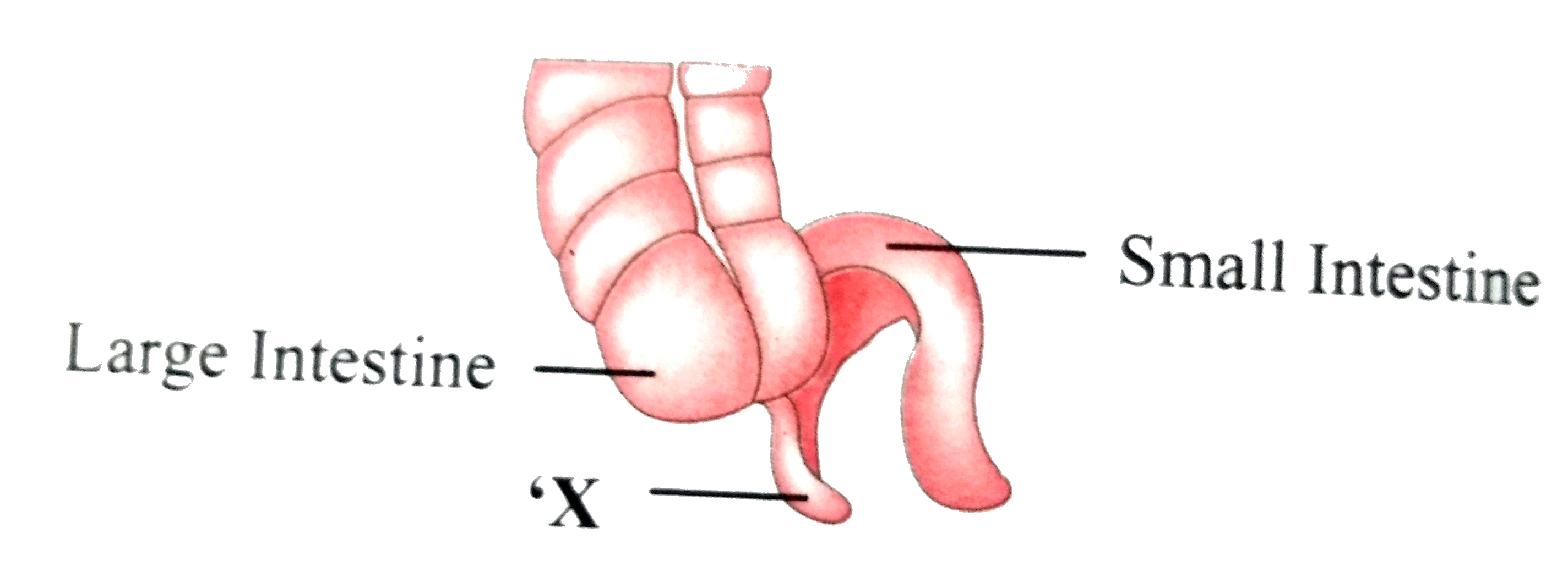 Carefully Observe The Given Diagram And Answer The Following Questions Carefully Observe The Given Diagram And Answer The Following Questions