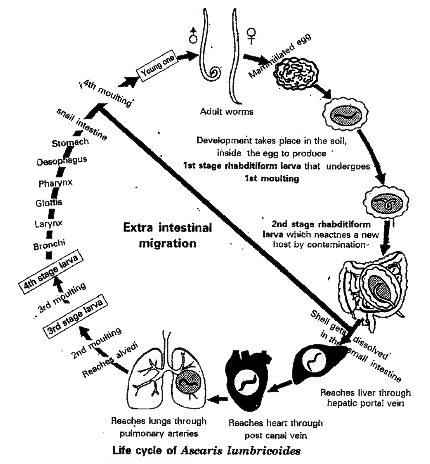 Ascaris Lumbricoides Life Cycle Ascaris Lumbricoides Life Cycle