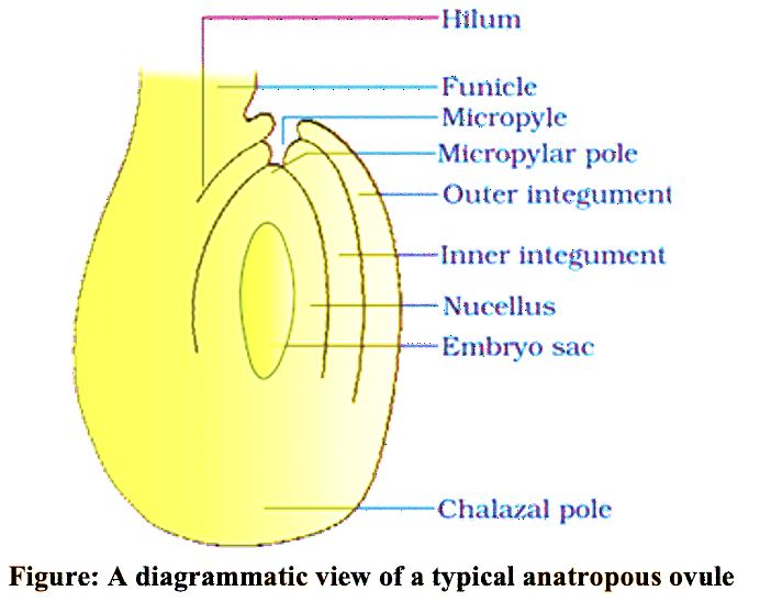 Doubt Solutions - Maths, Science, CBSE, NCERT, IIT JEE, NEET