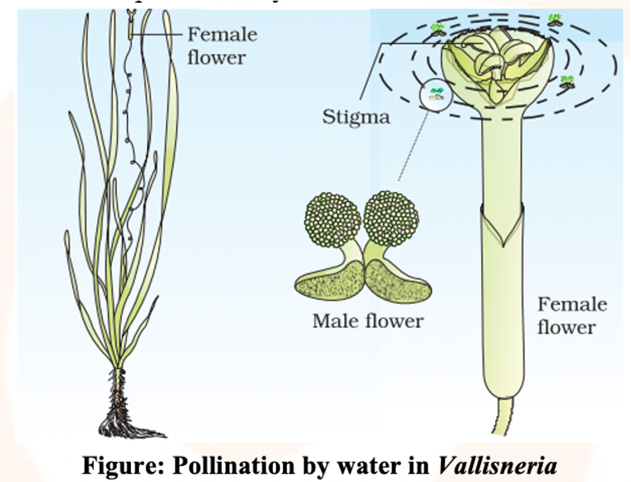 Doubt Solutions - Maths, Science, CBSE, NCERT, IIT JEE, NEET