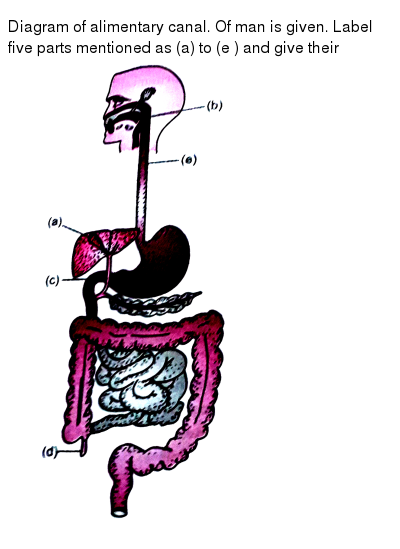 Label The Parts Of Alimentary Canal Of Man In 10th Class