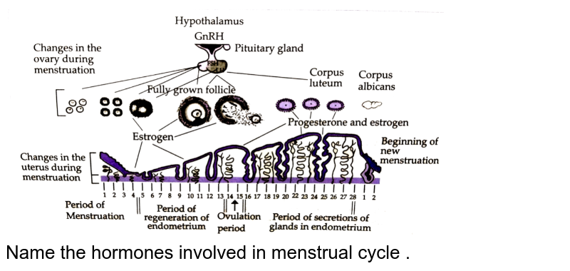 What are the endocrine glands involved in the menstrual cycle? Wha
