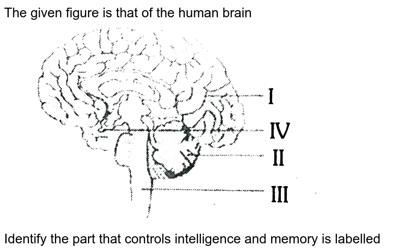 The seat of memory and intelligence in the human brain. Name it.