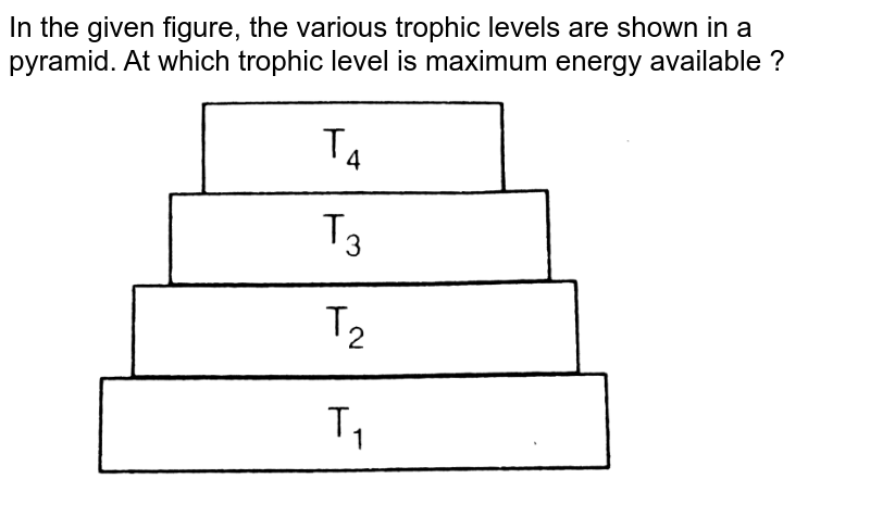 Fill in the trophic levels 1 2 3 and 4 in the boxes provided in