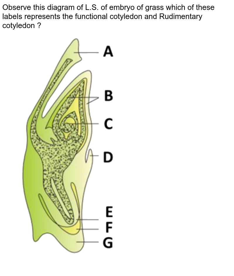 Draw a labelled diagram of L.S. of an embryo of grass.