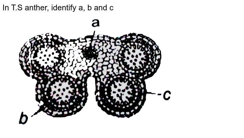 In the T.S. of a mature anther given below identify “a” and “b” a