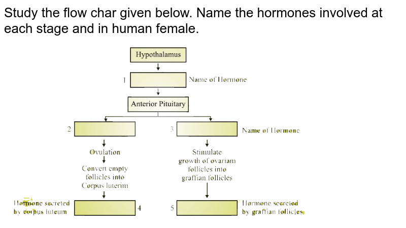 Study the flow chart given below. Name the hormones involved at ea