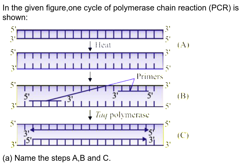 In the given figure one cycle of polymerase chain reaction PCR is