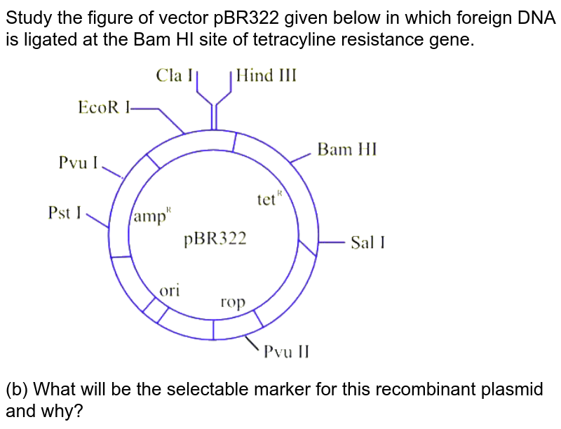 Study the figure of vector pBR322 given below in which foreign DNA