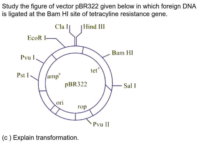 Study the figure of vector pBR322 given below in which foreign DNA