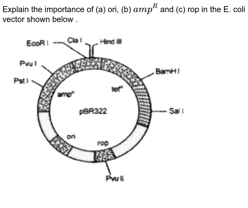 Identify the parts labeled A –D in the diagram of E. Coli cloning