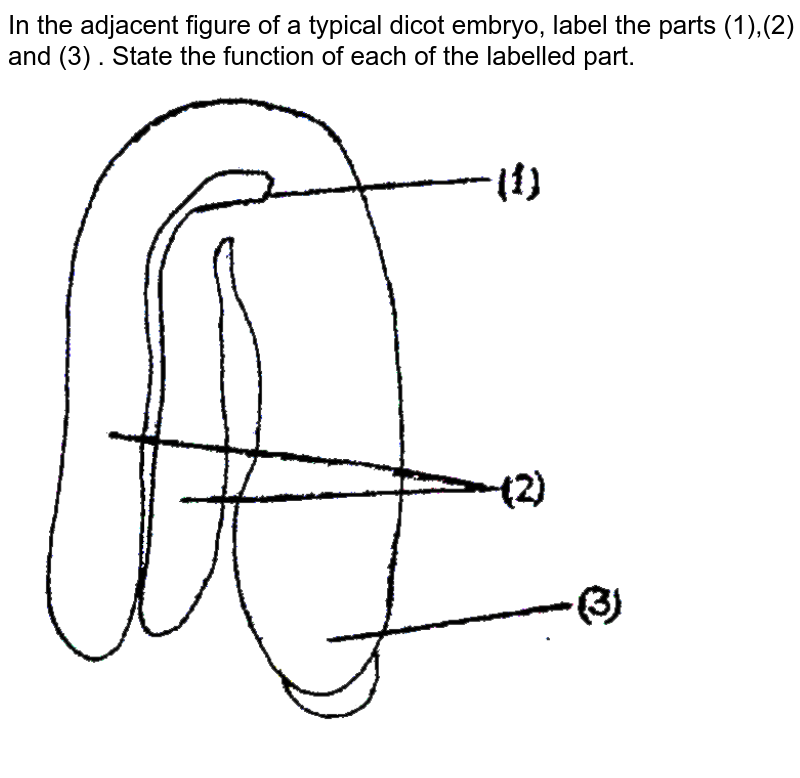 In the given figure of embryo sac label the parts 1 2 3 and 4