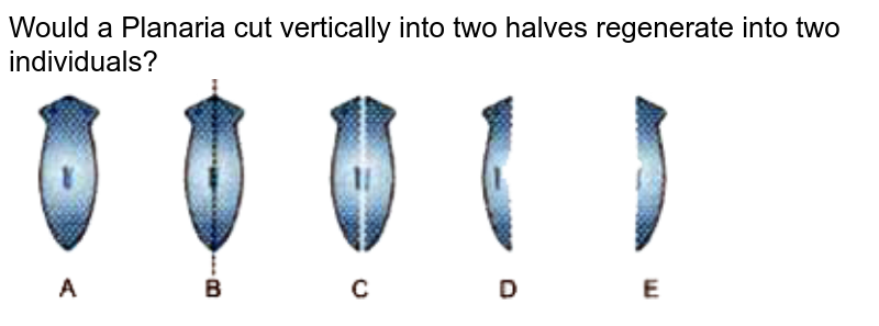 Would a Planaria cut vertically into two halves regenerate into two ...