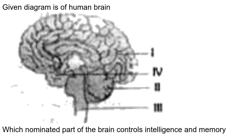 The seat of memory and intelligence in the human brain. Name it.