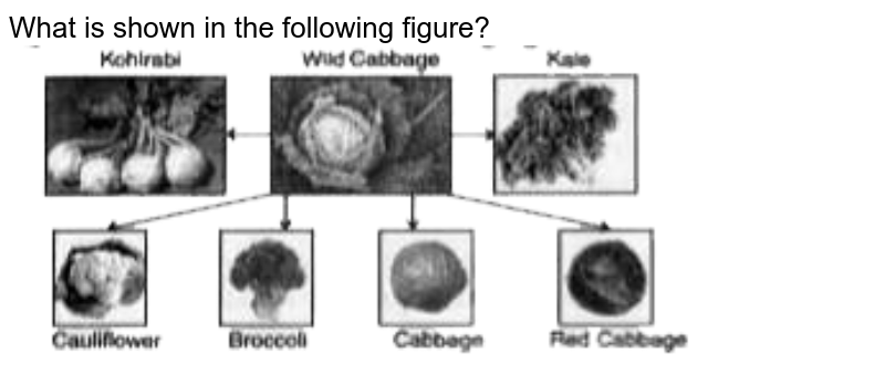 What Is Shown In The Following Figure what-is-shown-in-the-following-figure