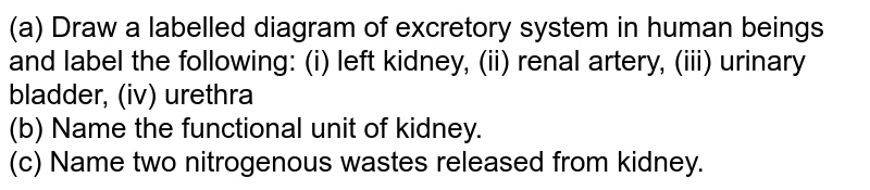 Draw a diagram of human excretory system and label the following p