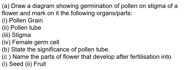 a Draw a diagram showing germination of pollen on stigma of a flow