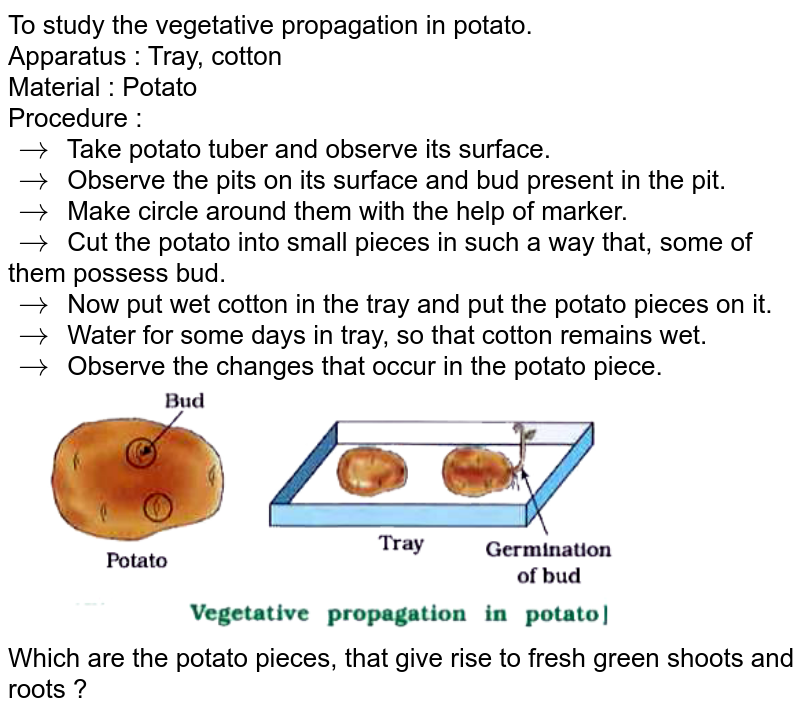 Paheli and Boojho peeled some potatoes and cut them into small pie