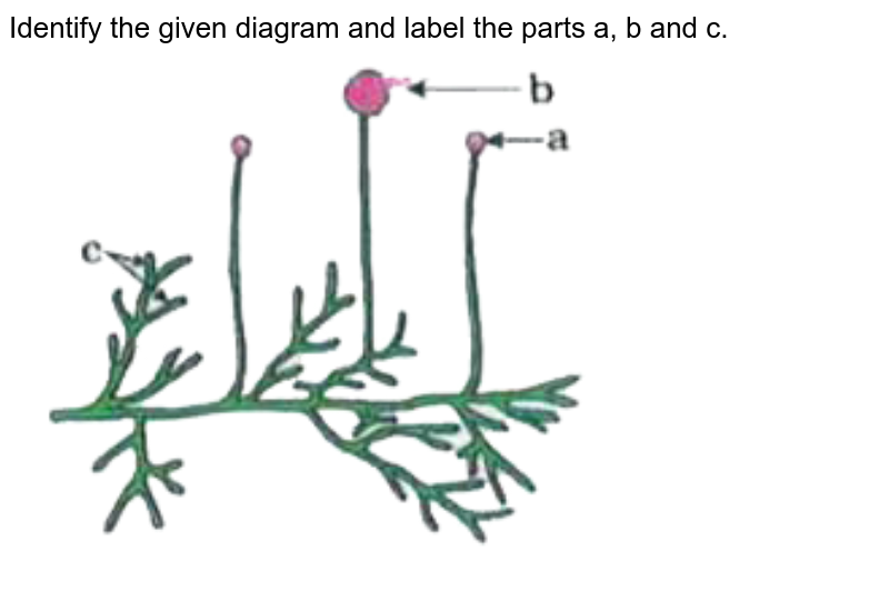 Identify the given diagrams. Name the parts 1 to 5