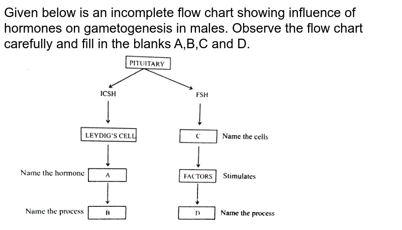 Identify A B C and D with reference to gametogenesis in humans i