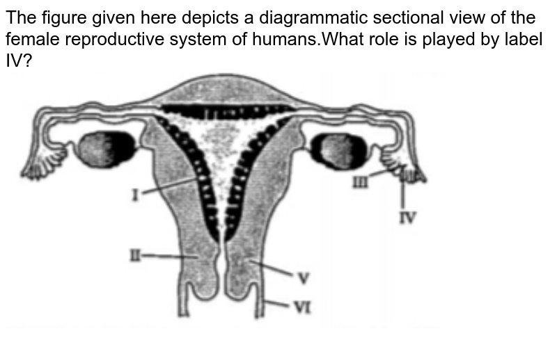 Draw The Diagram Of Female Reproductive System With Well Labelled