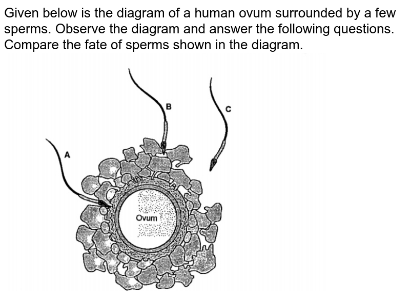 Given below is the diagram of a human ovum surrounded by a few spe Given below is the diagram of a human ovum surrounded by a few spe