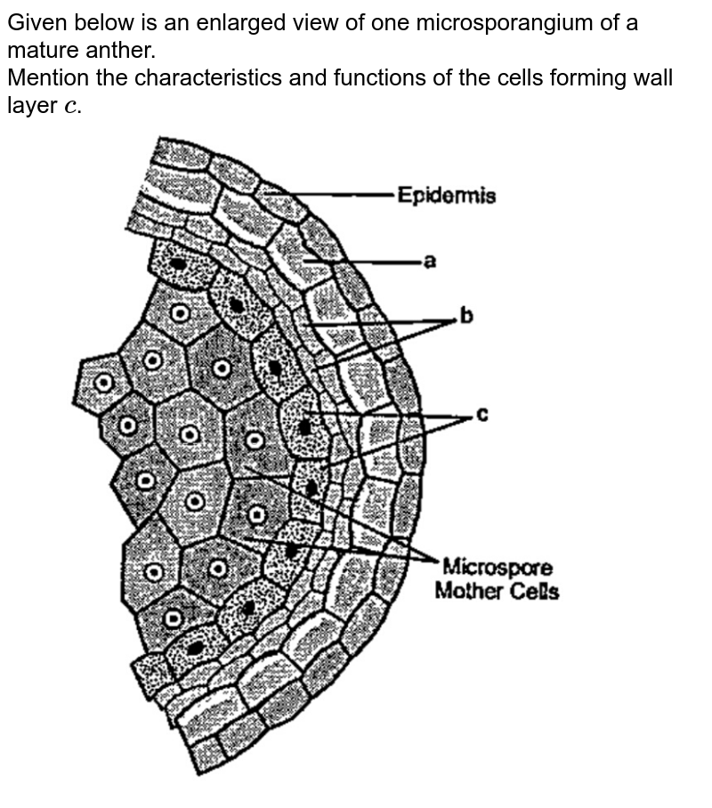 Draw and label the enlarged view of microsporangium of an angiospe