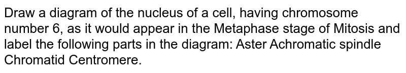 Draw a well labelled diagram to show the metaphase stage of Mitosi