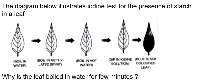 Why is leaf boiled in alcohol before doing starch test