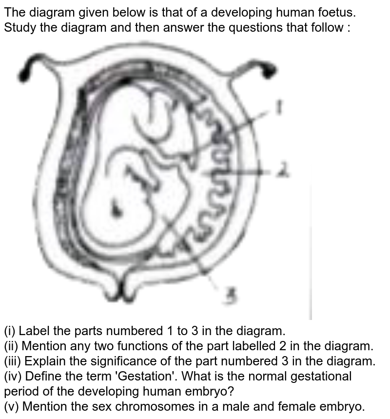 The diagram given alongside is that of a developing human foetus i
