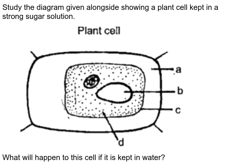 Study the diagram alongside and calculate the moment of couple.