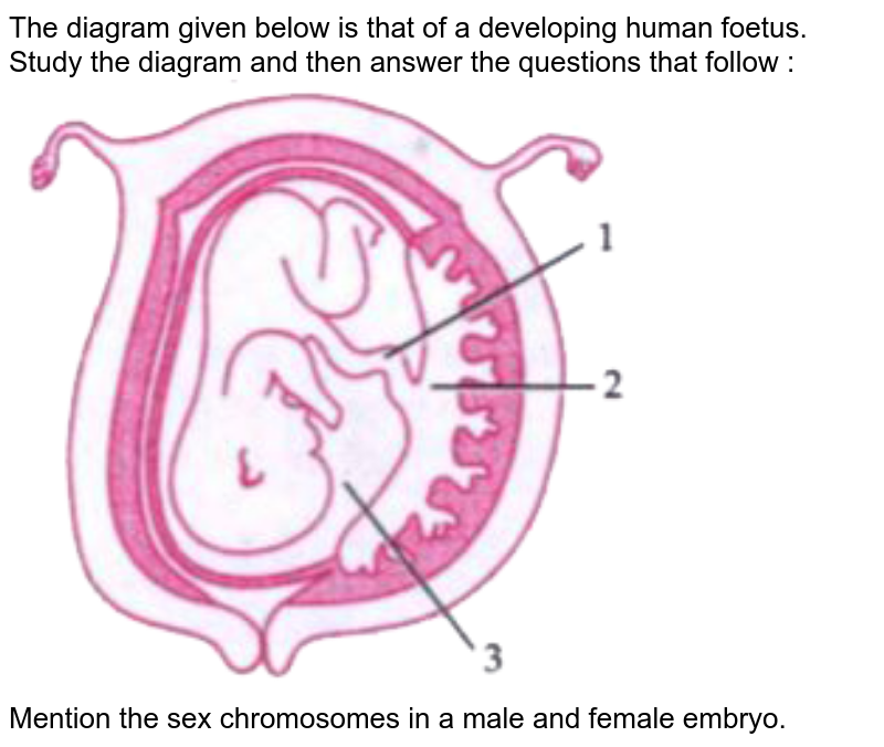 The diagram given alongside is that of a developing human foetus i