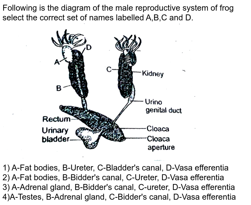 a ureter b urethra c neurons d nephrons