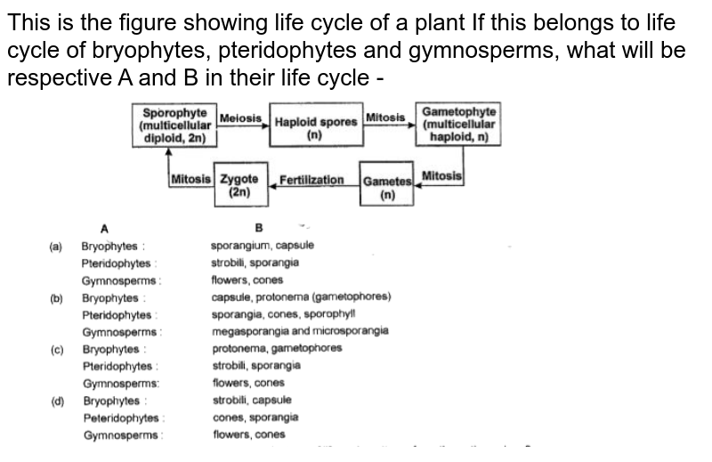 What is the life cycle type of bryophytes?