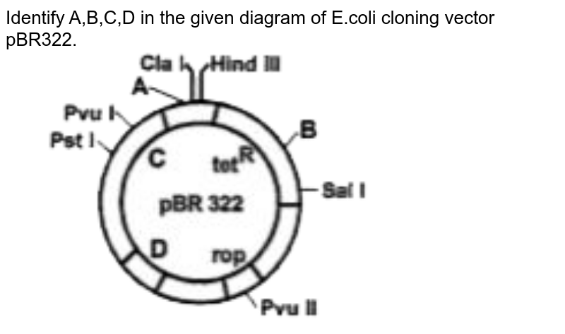 Identify The Parts Labeled A D In The Diagram Of E Coli Cloning