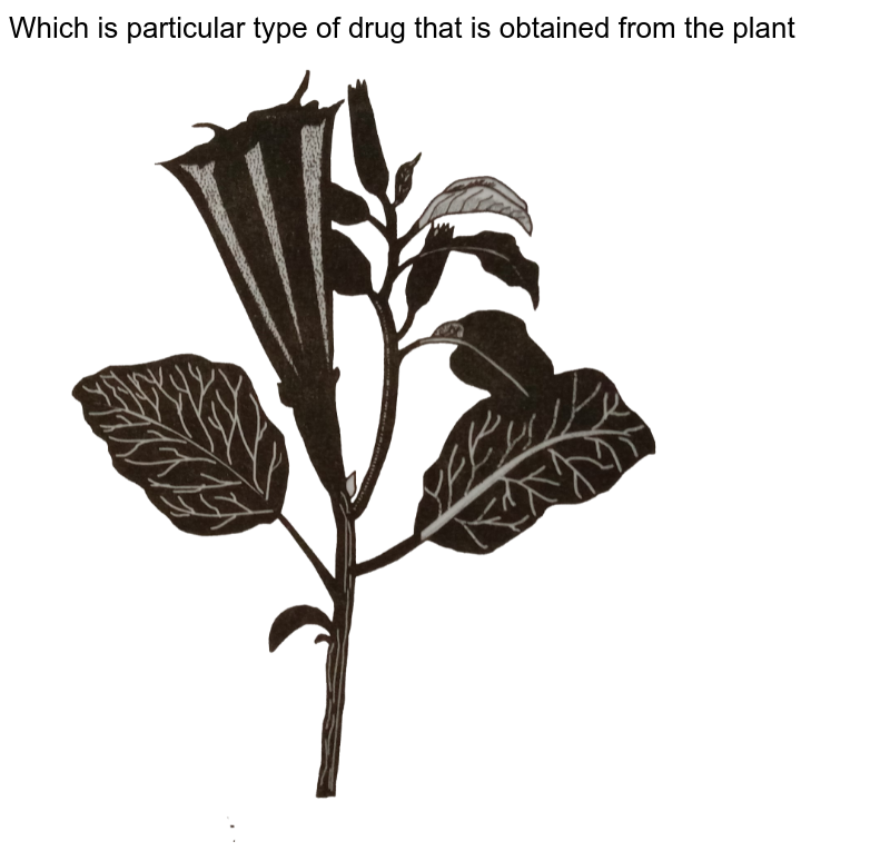 Which is the particular type of drug that is obtained from the pla