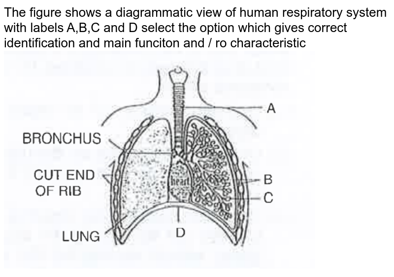 The figure shows a diagrammatic view of human respiratory system w