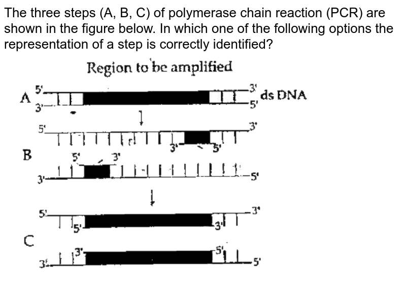 In the given figure one cycle of polymerase chain reaction PCR is
