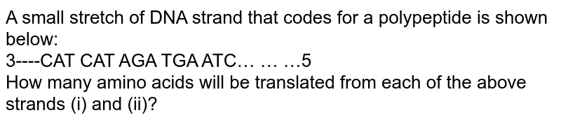 A small stretch of DNA strand that codes for a polypeptide is show