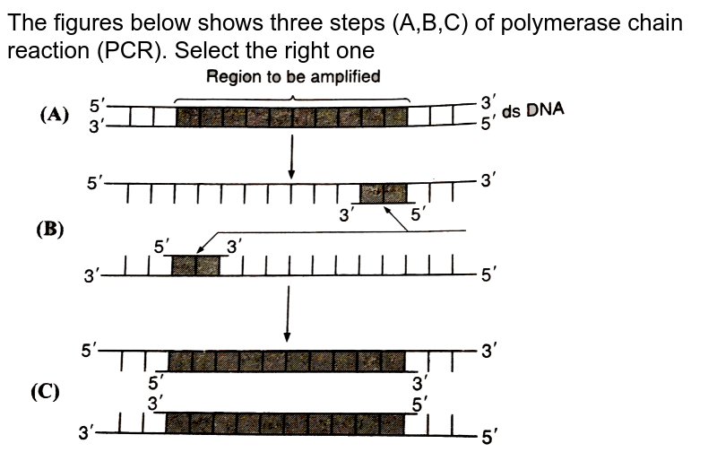 In The Given Figure One Cycle Of Polymerase Chain Reaction Pcr Is