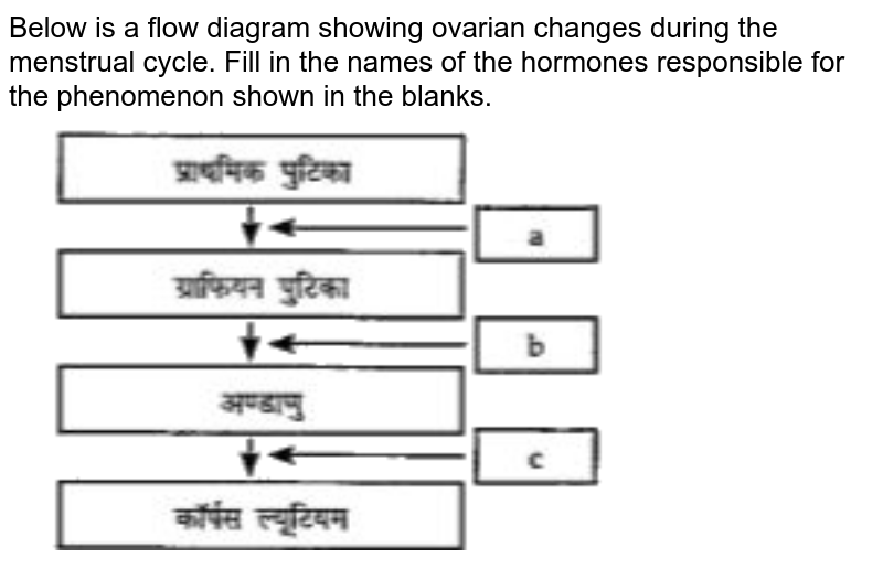 Menstrual Cycle Hormones Flow Chart