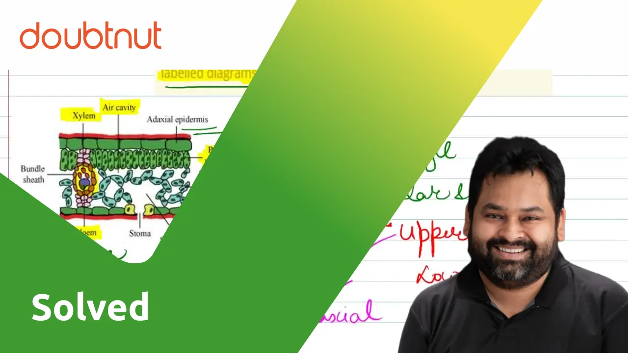 Punjabi Describe The Internal Structure Of A Dorsiventral Leaf With