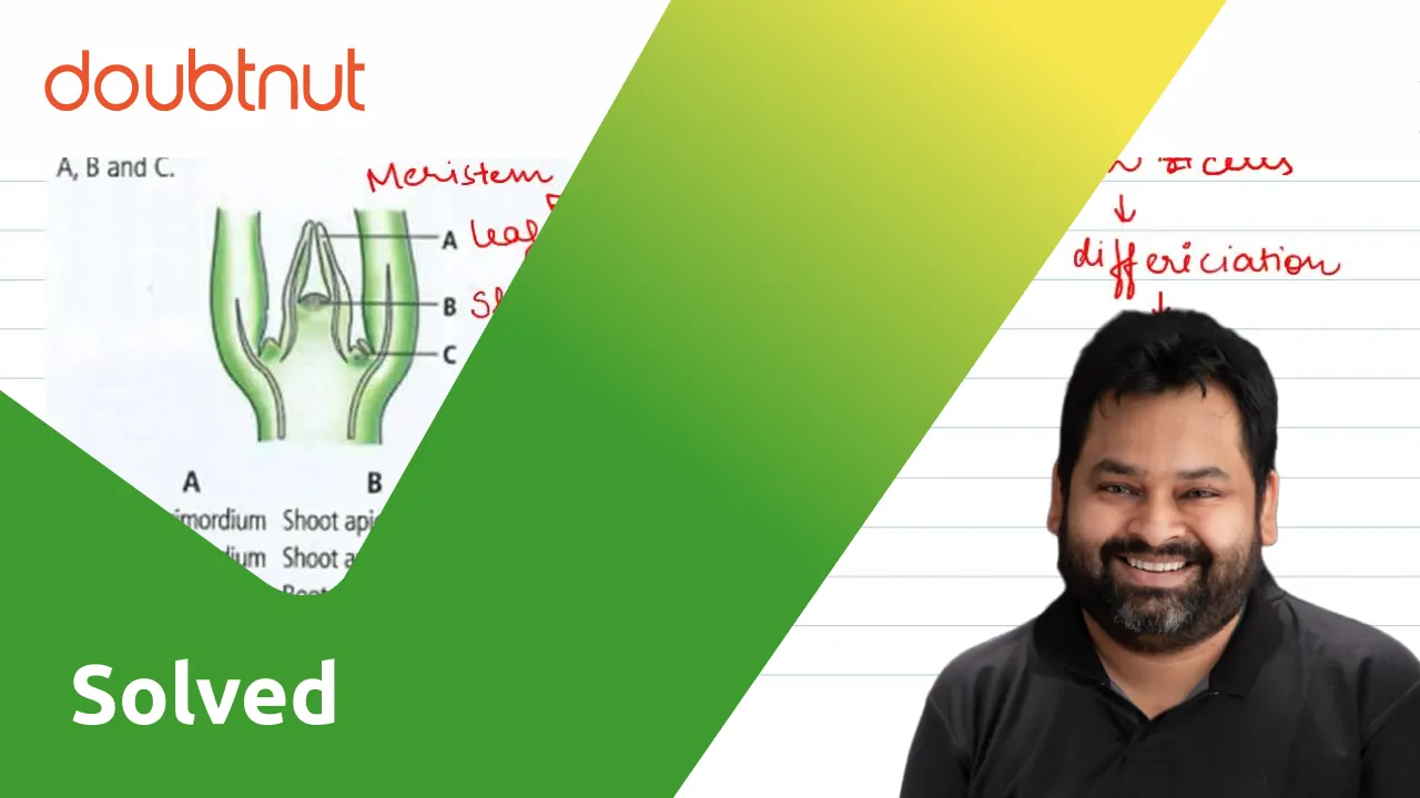 {:(A,B,C),("Root hair","Root apical meristem","Axillary bud"):}