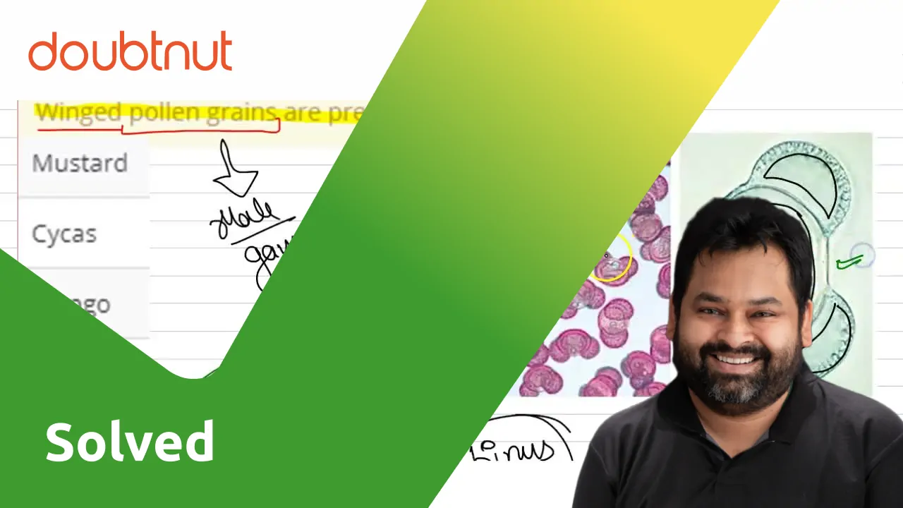 Winged pollen grains are present in