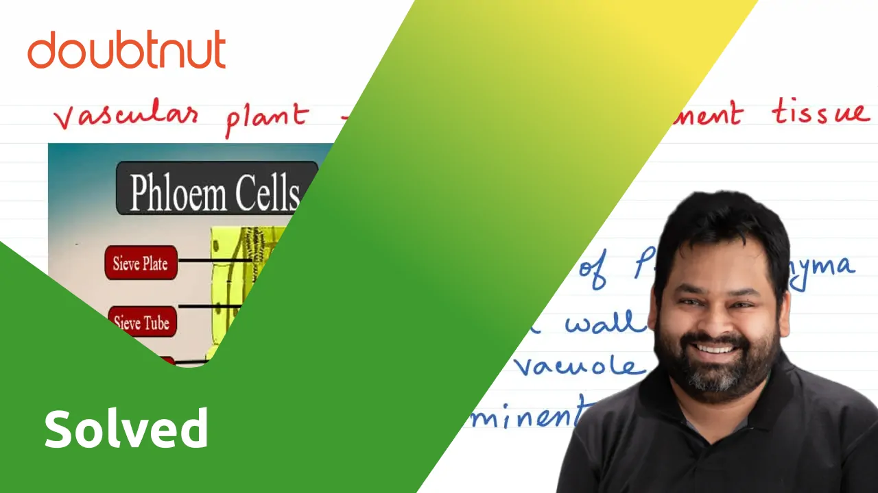  Bengali What Are Structural Features Of Phloem Parenchyma 