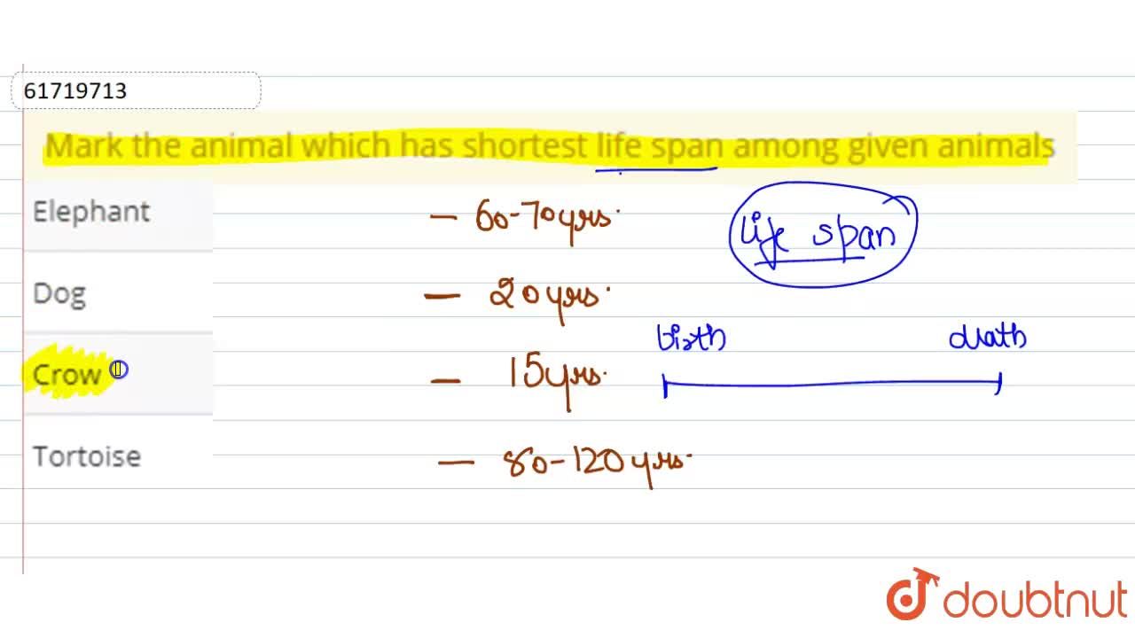 What Dog Has The Shortest Life Span