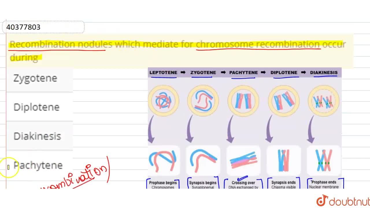 Recombination Nodule