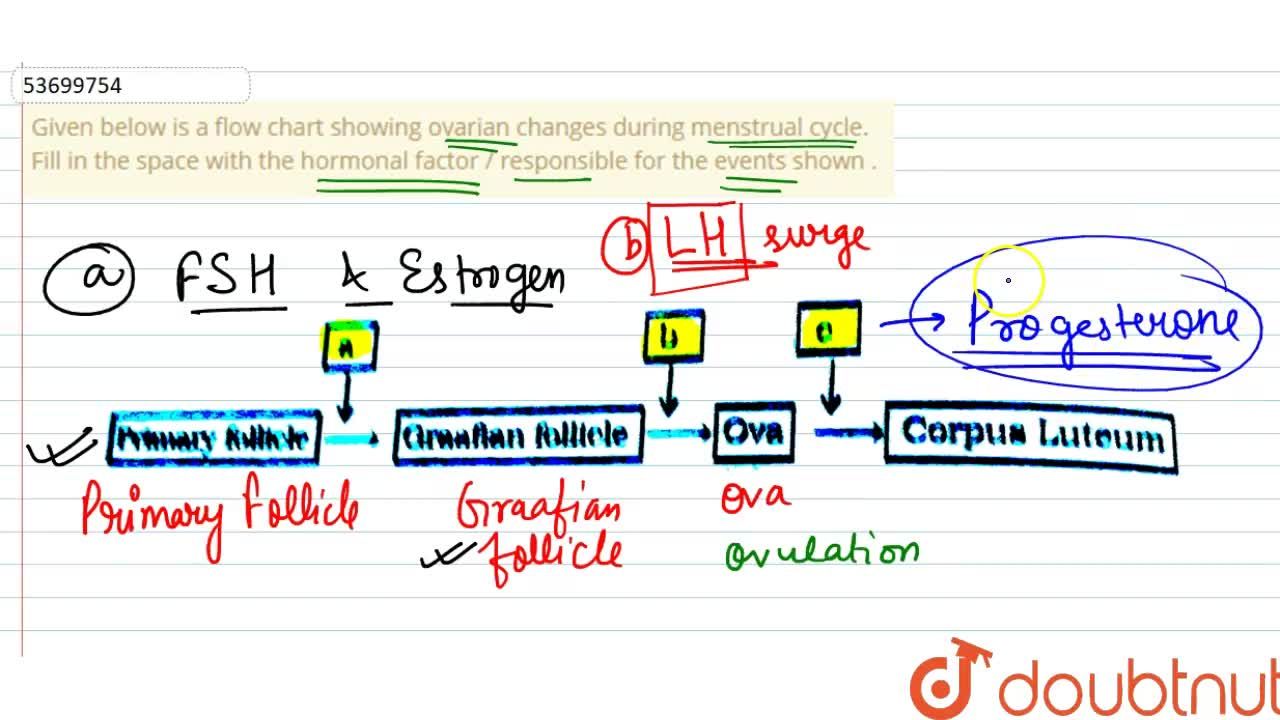 Ovarian Cycle Flow Chart